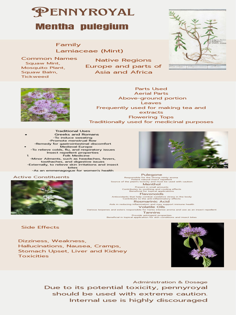 Copy of Green Brown Monstera Plant Fun Facts Infographic | PDF | Mentha