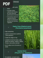 Forage Grasses and Legumes List | PDF | Legume | Clover