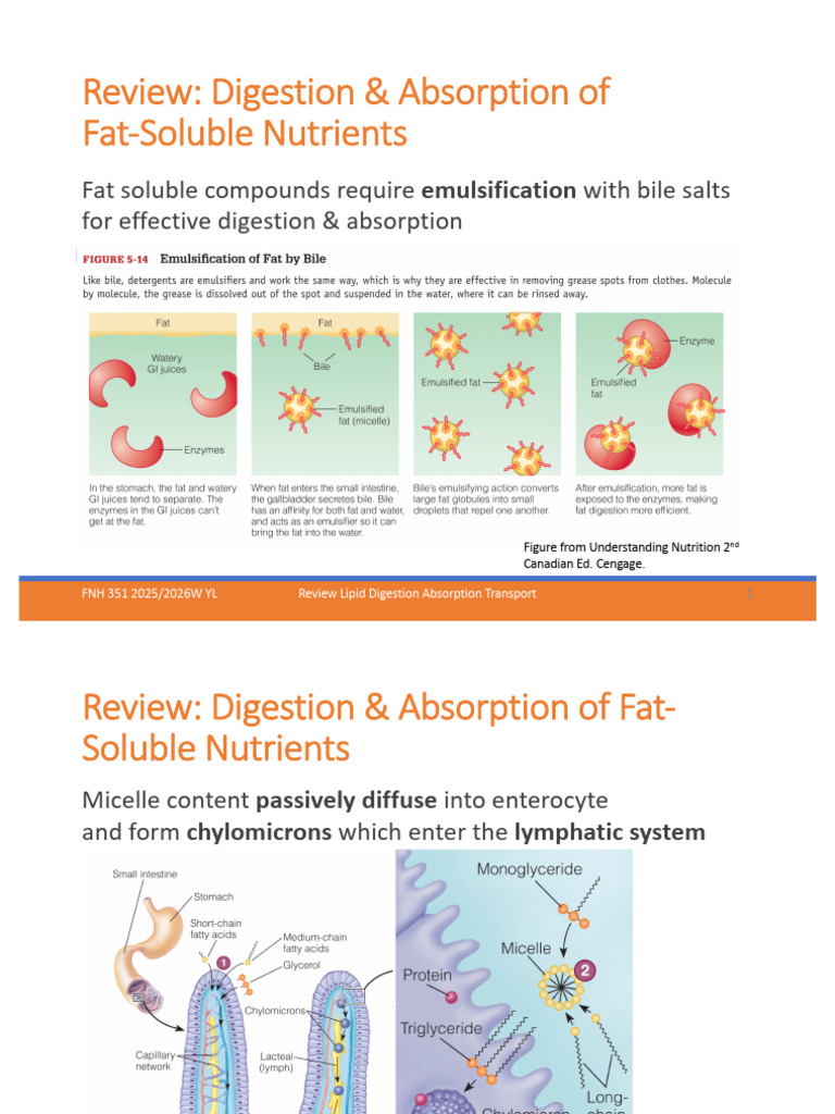 Review+Digestion+Absorption+Fat Soluble+Nutrients | PDF