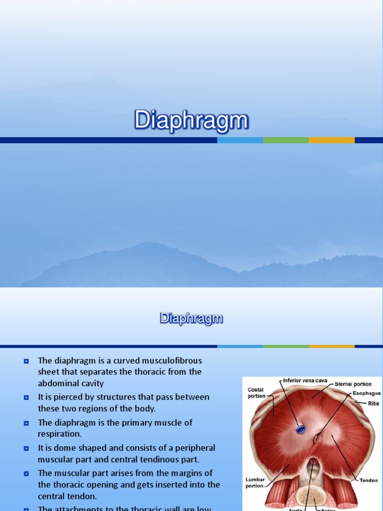 Diaphragm Anatomy and Function Overview | PDF | Esophagus | Aorta