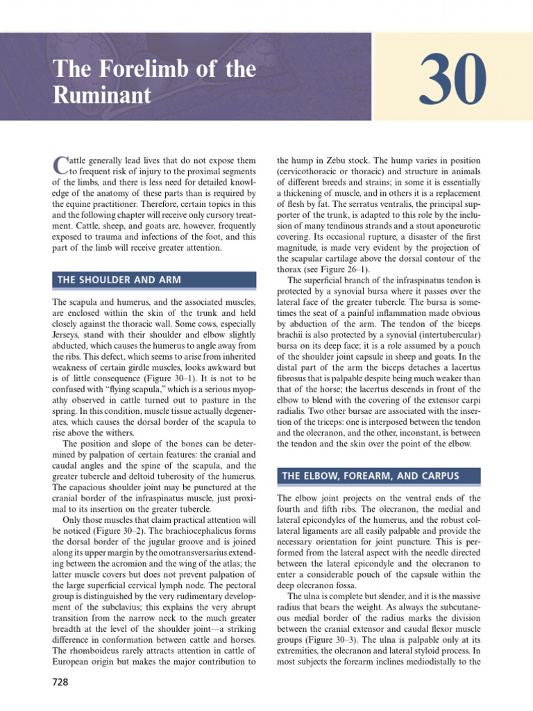Forelimb Anatomy | PDF | Hand | Musculoskeletal System