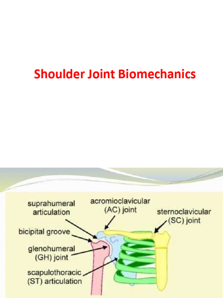 Shoulder Bio Full | PDF
