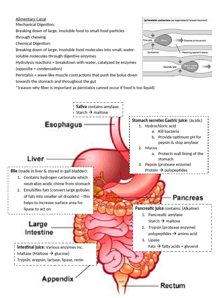 L4 - Main - Activity 2 - Chemical-Digestion | PDF | Digestion | Stomach