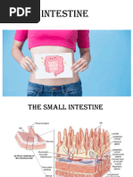 Histological Comparison of Intestines | PDF | Small Intestine ...