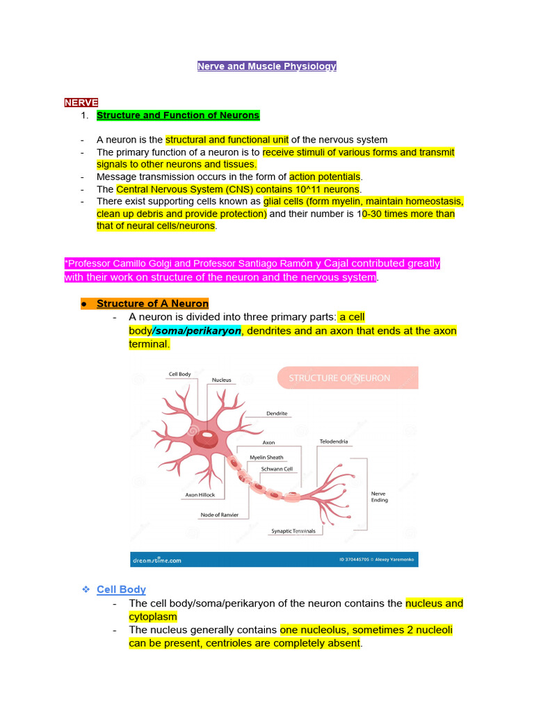 Nerve and Muscle Physiology | PDF | Axon | Myelin