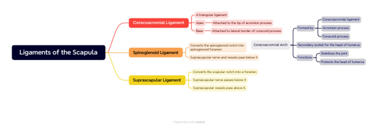 Ligaments of The Scapula | PDF