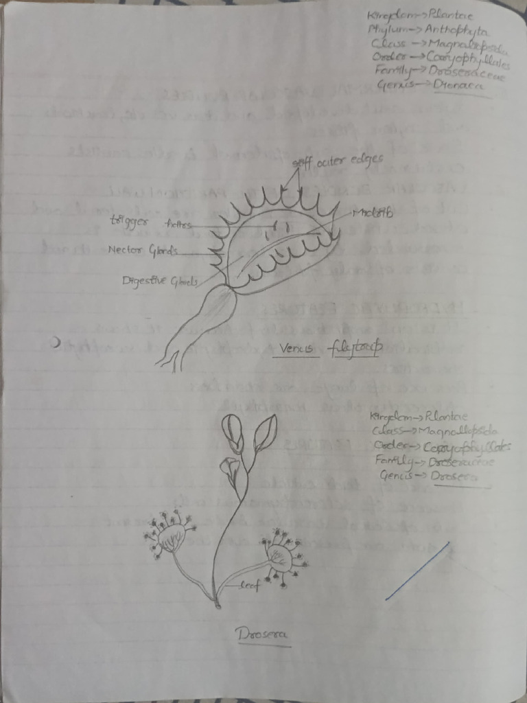 Insectivorous Plant | PDF