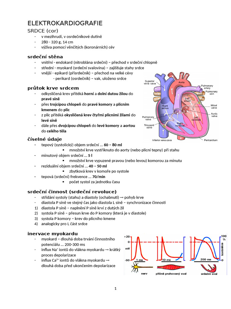 Elektrokardiografie: SRDCE (Cor) | PDF