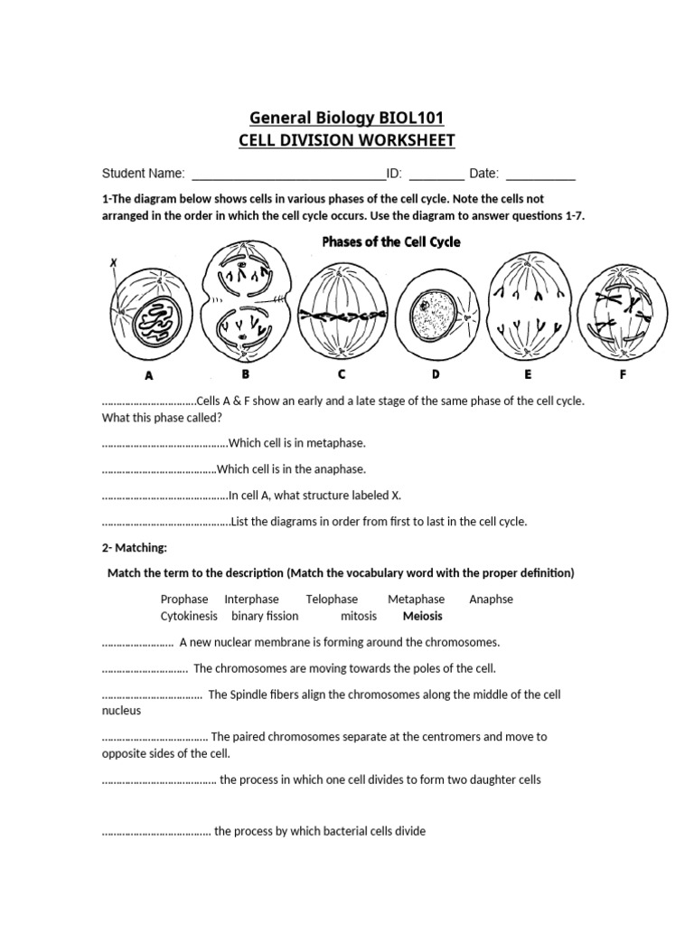 Worksheet 4cell Devission - Tagged | PDF