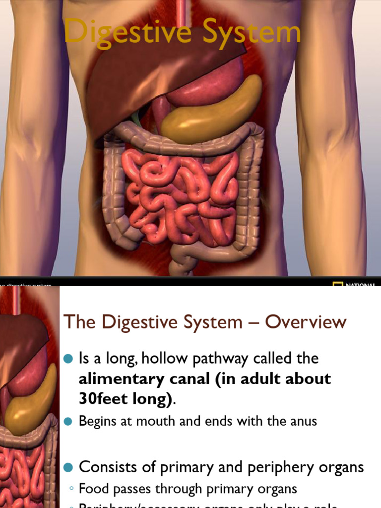 Digestive System Final | PDF | Digestion | Stomach