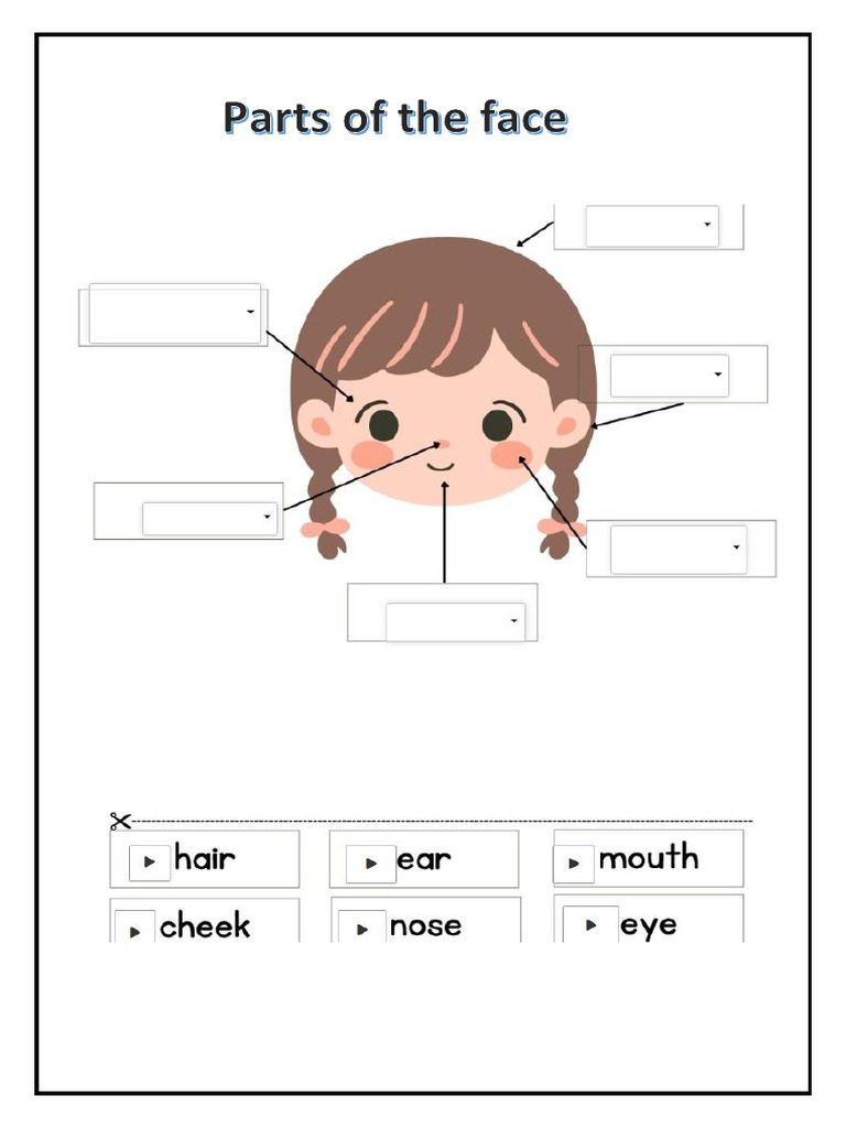 Parts Pf the Face | PDF