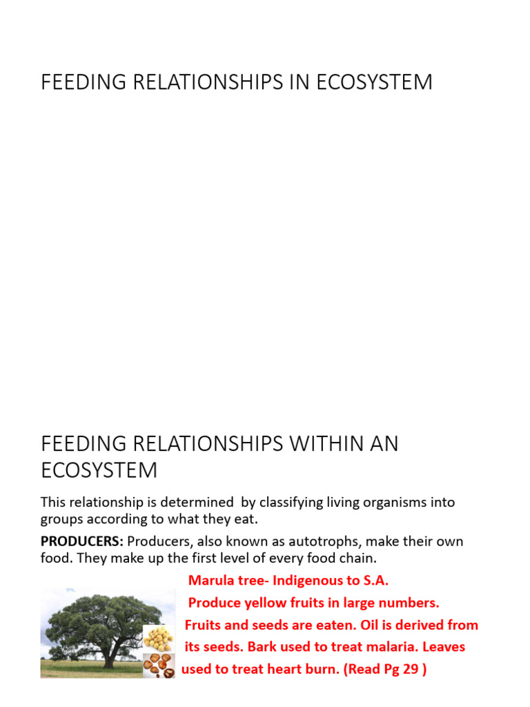 Feeding relations in ecosystems | PDF | Food Web | Ecosystem