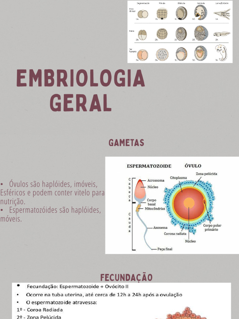 Embriologia Geralgjiruhghfjdfvhgturedksdfght | PDF | Ovo | Embrião