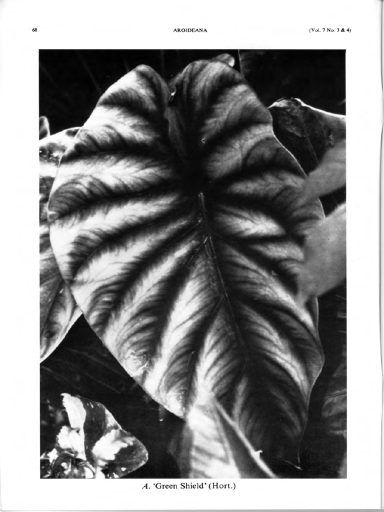 The Cultivated Alocasia (1984) David Burnett | PDF | Leaf | Genus