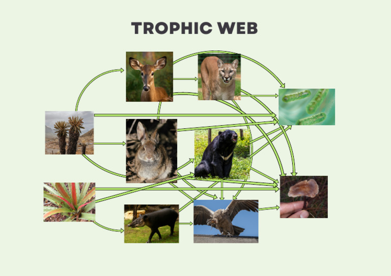 What is a Food Web Science Poster in Light Brown White Lined Style | PDF