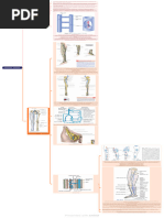 Terminology of Lower Limb Perforators | PDF | Vein | Foot