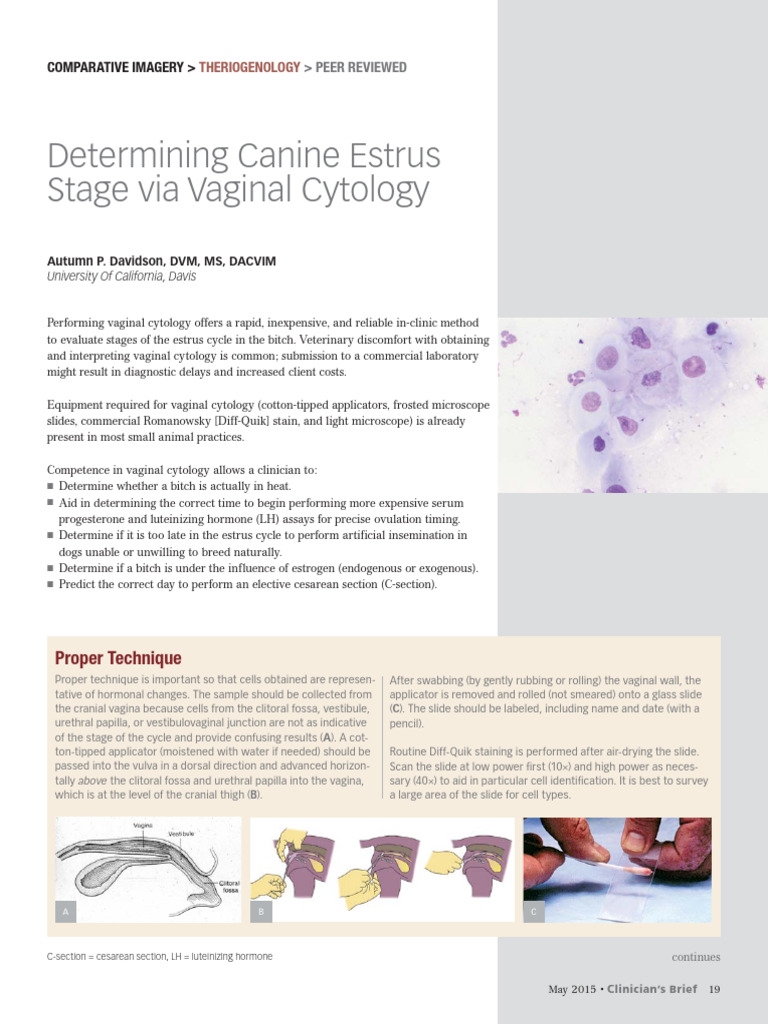 Determining Canine Estrus Stage via Vaginal Cytology | PDF | Vagina ...