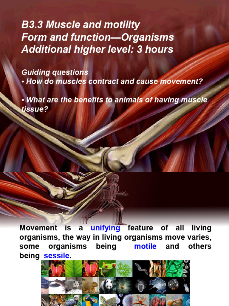 B3.3 Muscle and motility | PDF | Muscle Contraction | Skeletal Muscle