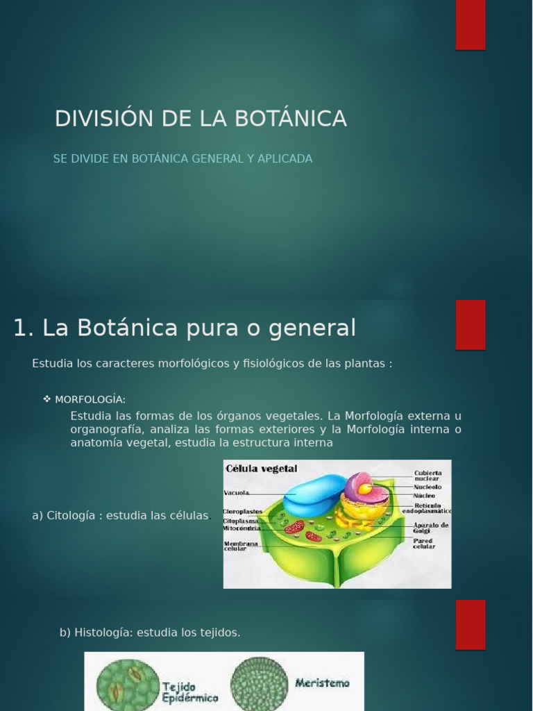 Tipos de Botanica | PDF