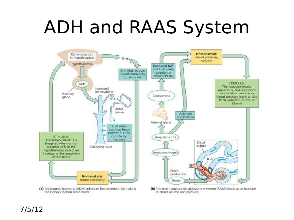 ADH and RAAS System | PDF