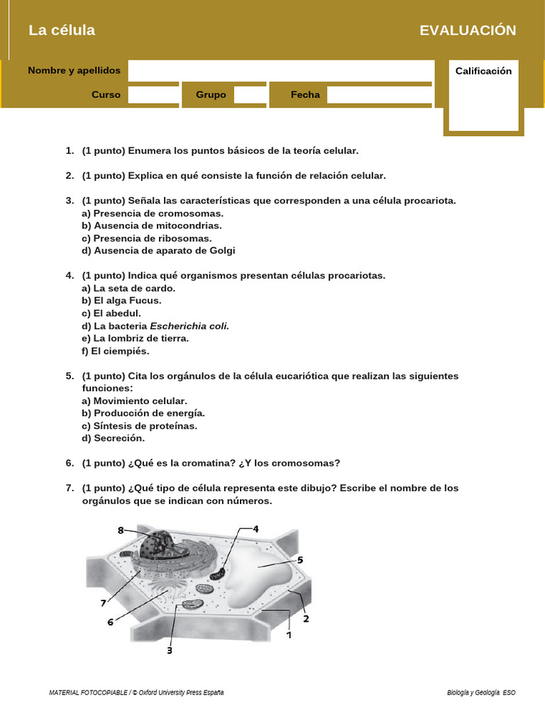 Celula Eval Sol Prueba Evaluacion Niv 1 | PDF | Biología Celular) | Mitosis