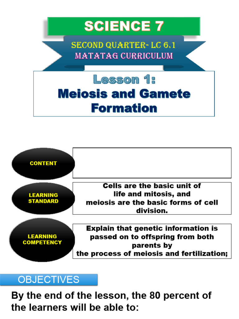 Mitosis & Meiosis Gamete Formation | PDF | Meiosis | Sexual Reproduction