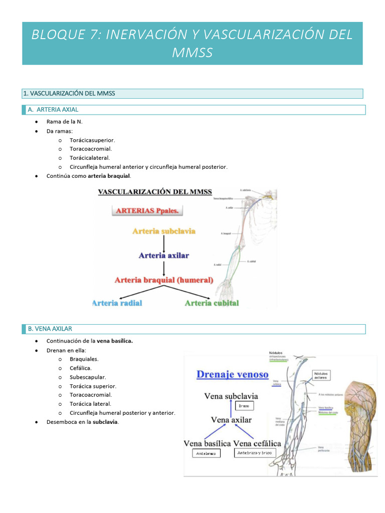 Bloque 7 Inervación Del Mmss | PDF | Extremidades (anatomía) | Sistema ...