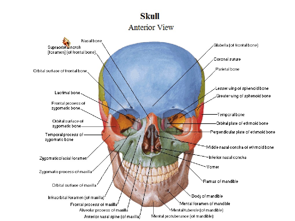 Atlas Netter en Powerpoint | PDF