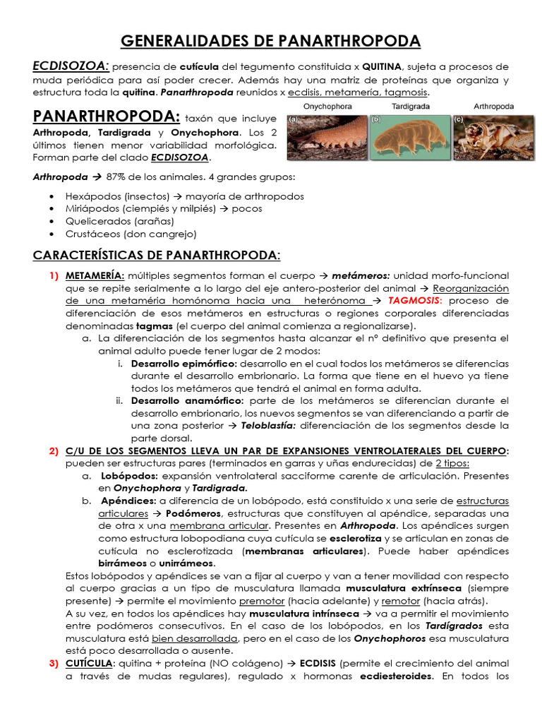 Resumen 1 Inverte II | PDF | Corazón | Branquia