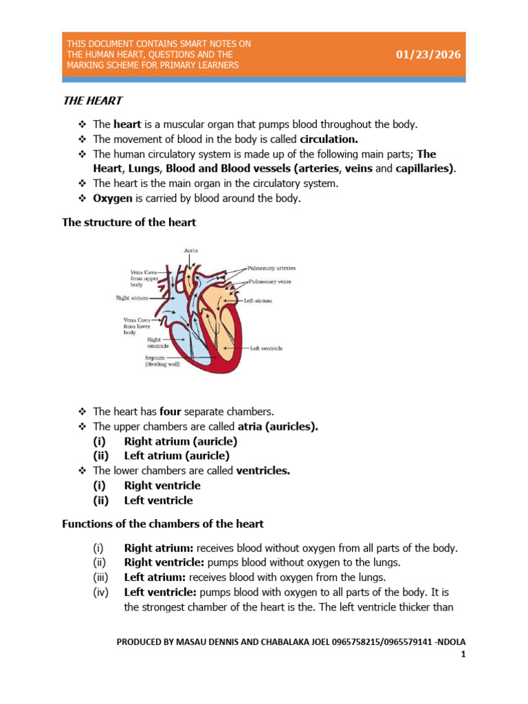 g5 i.s the Human Heart-1 | PDF | Heart | Atrium (Heart)