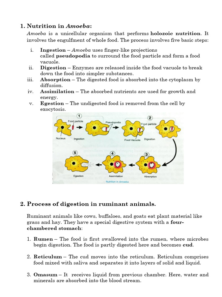 Nutrition in Animals (1) | PDF | Digestion | Stomach
