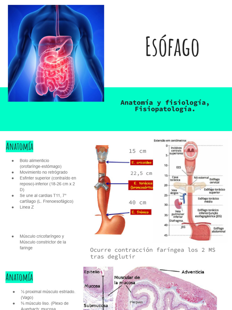 Esófago | PDF | Esófago | Gastroenterología