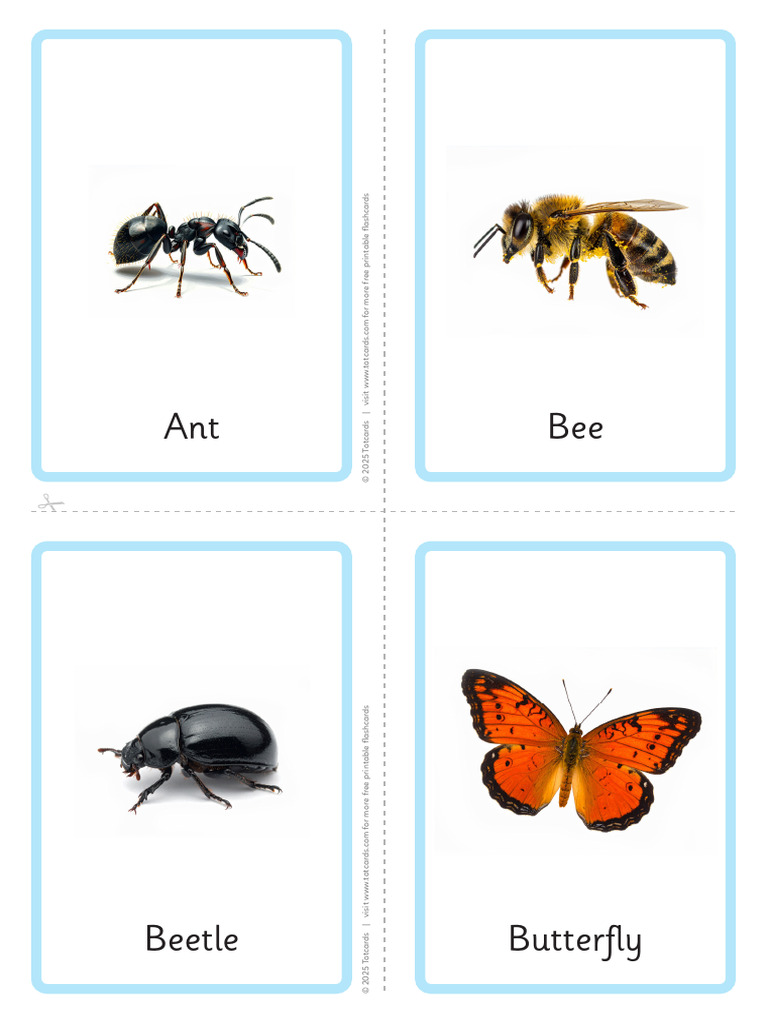 Free Insects Flashcards | PDF | Insects | Butterfly