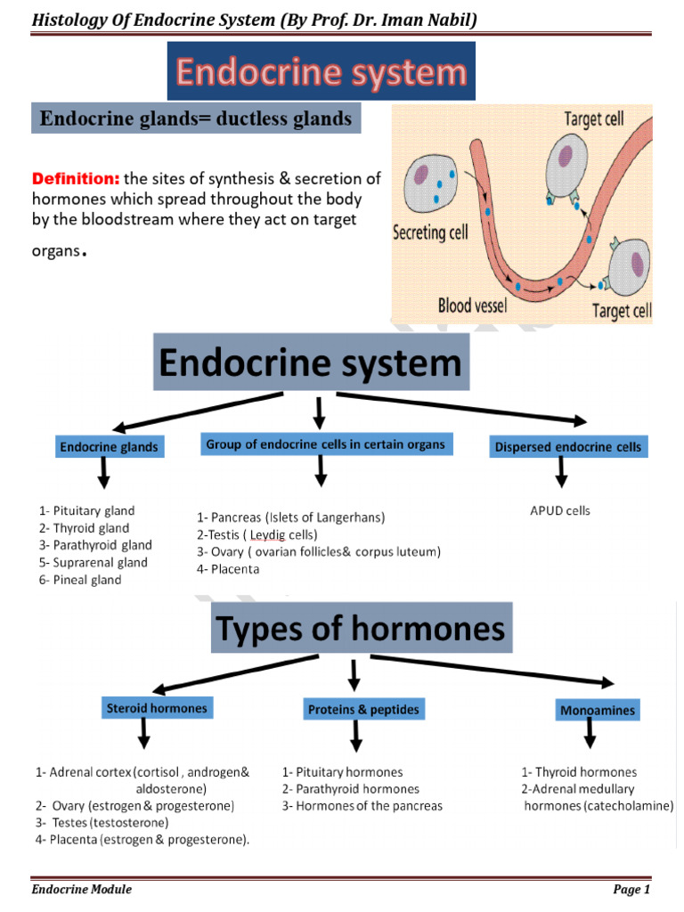 EGU Histology Eman | PDF | Endocrine System | Adrenal Gland