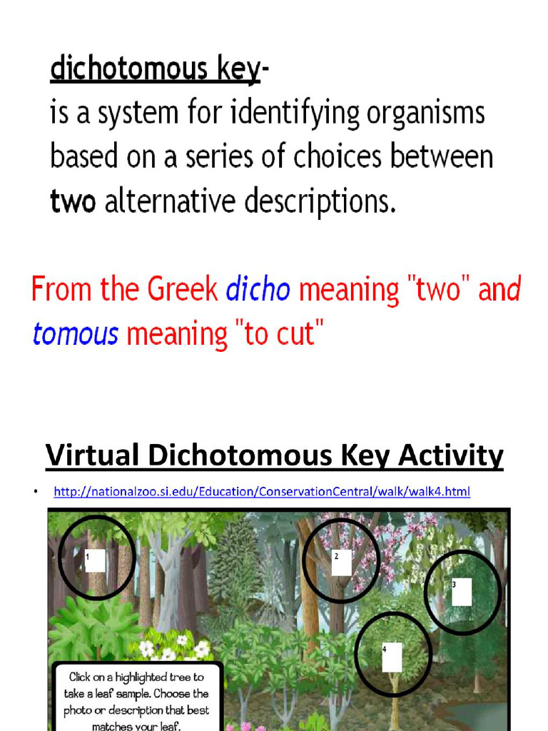 Virtual Dichotomous Key Activity PPT Download | PDF