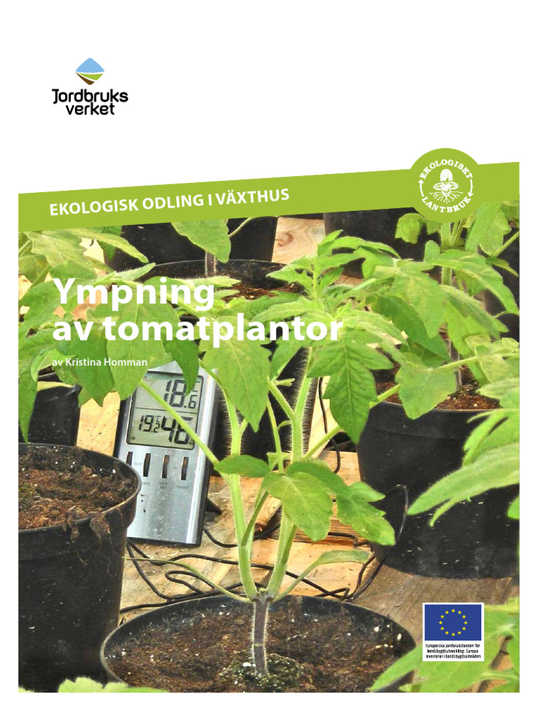 Ympning Av Tomatplantor | PDF