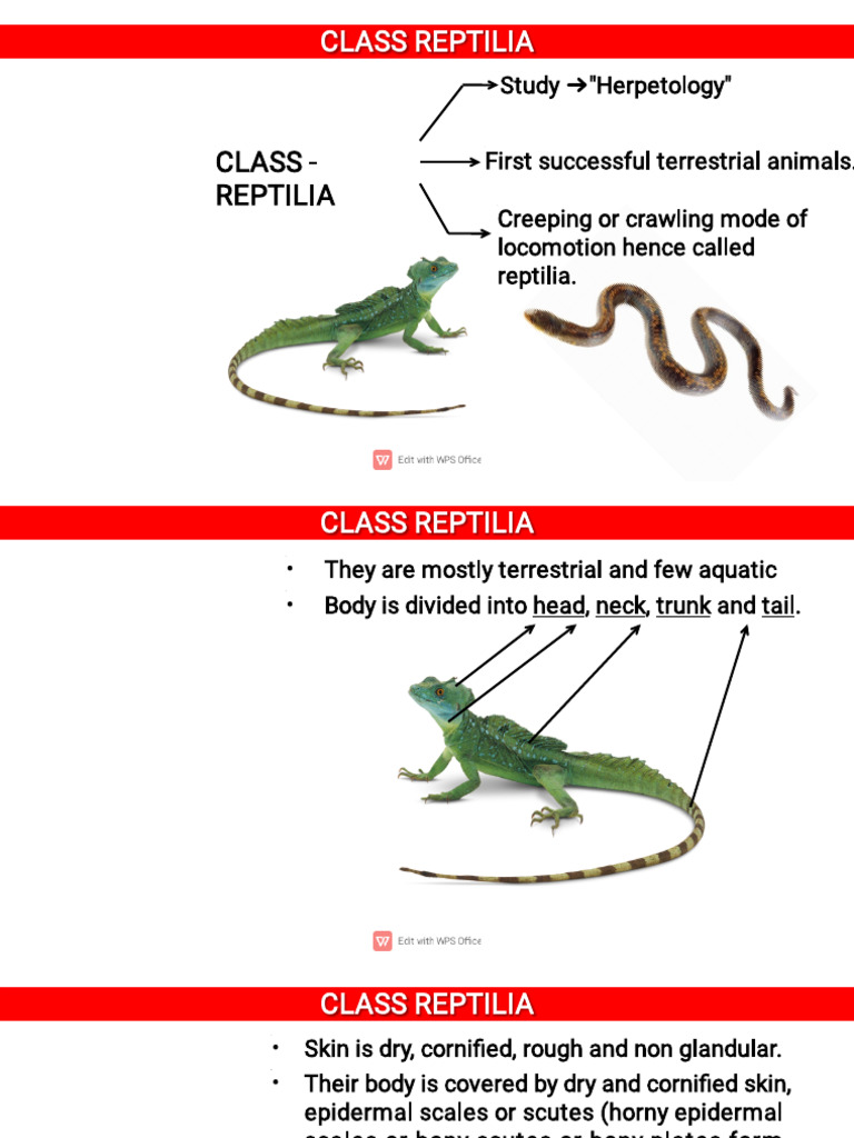 15 Reptilia Final | PDF | Reptile | Zoology