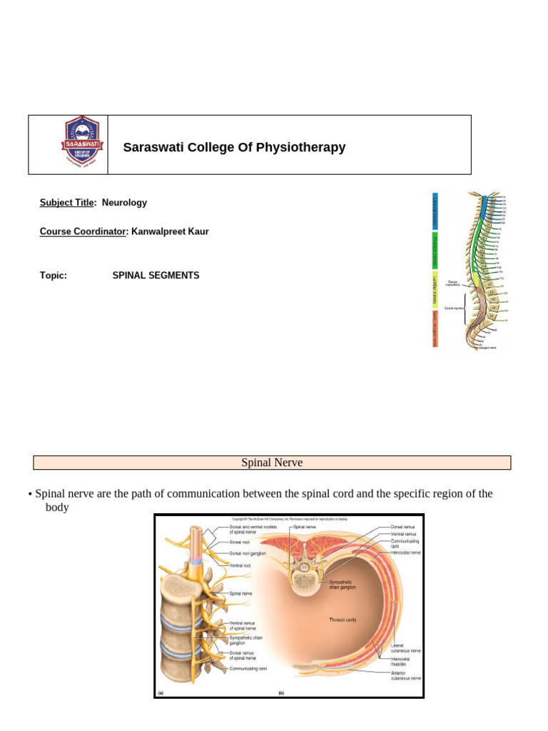 Spinal Segments | PDF | Spinal Cord | Vertebra