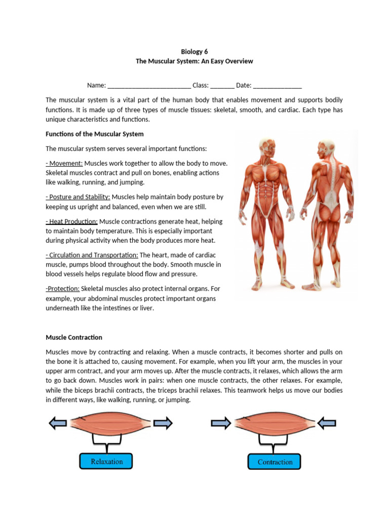 Bio6_04 Muscular System Reading | PDF | Muscle | Musculoskeletal System