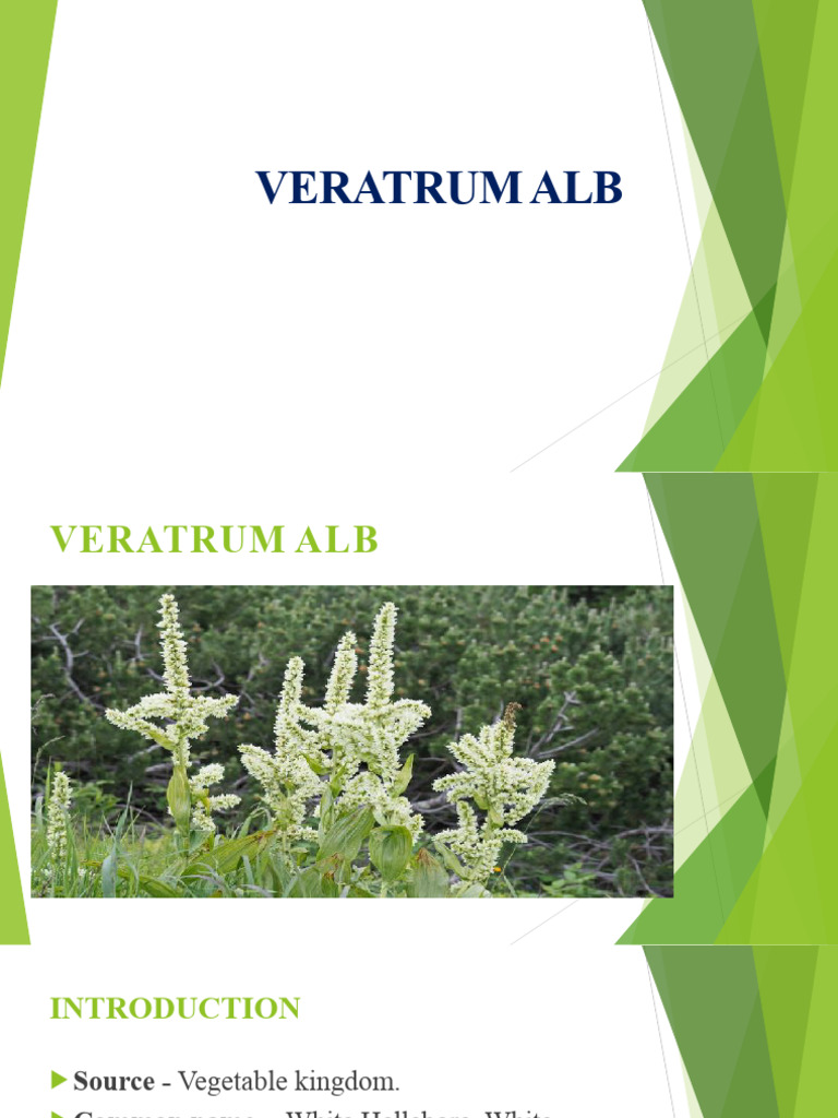 Veratrum Album Ppt 11424 HMM-III-T 26-11-2024 | PDF
