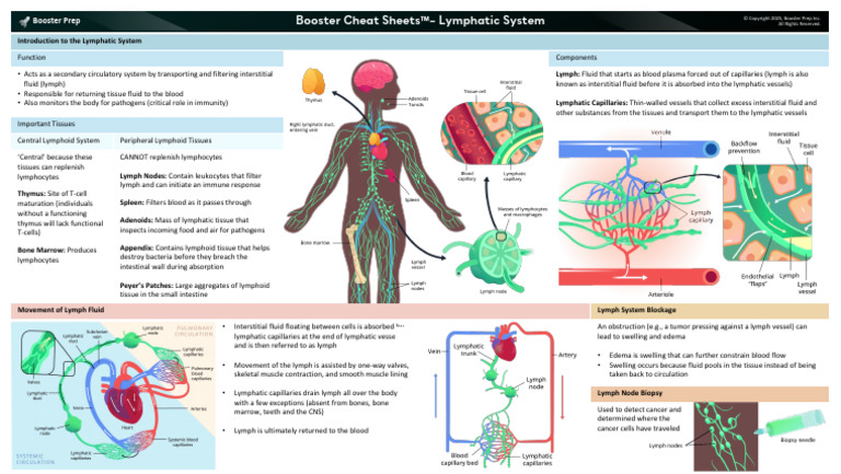 Booster Cheat Sheets - 14) Lymphatic System | PDF | Lymphatic System ...