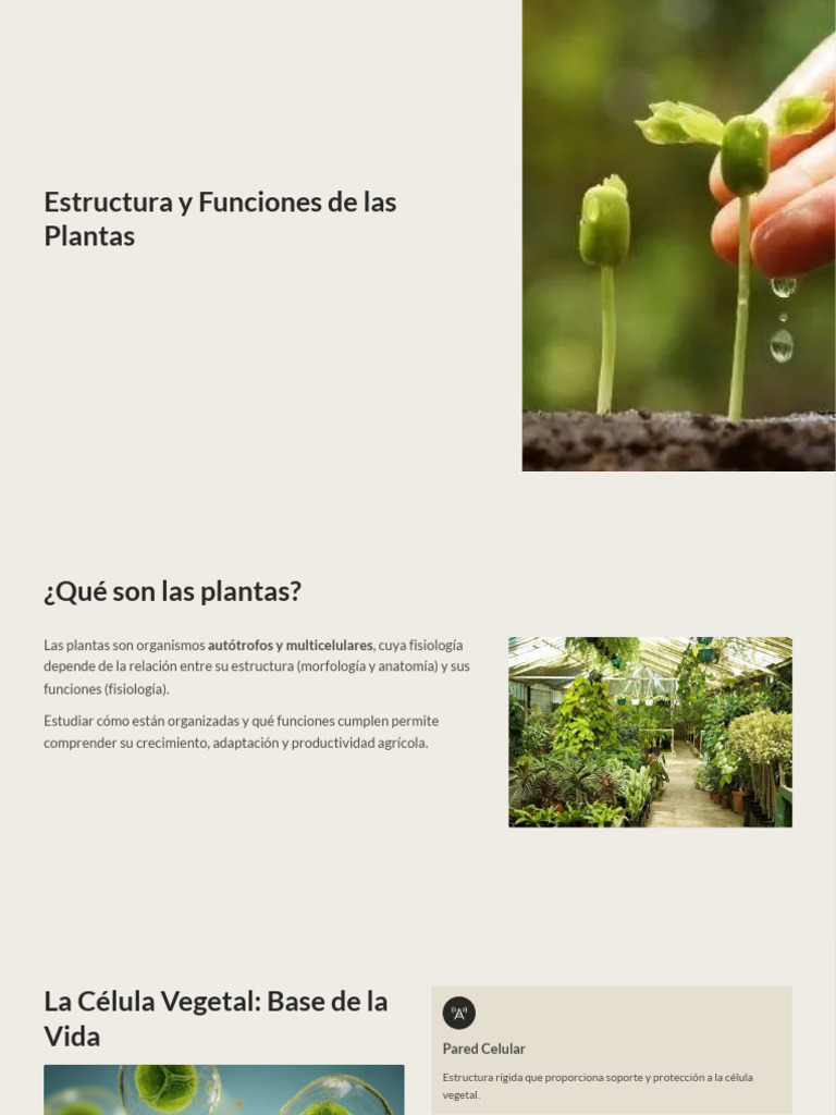 Estructura y Funciones de Las Plantas | PDF | Plantas | Raíz