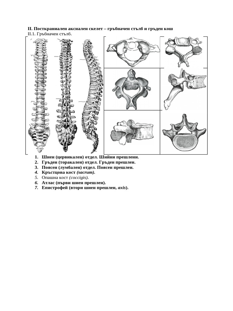 03 Tests Post Cranial Bones | PDF