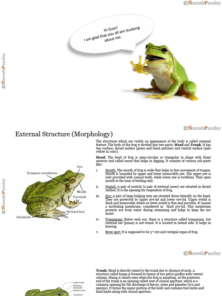 External Morphology and Digestive System | PDF | Stomach | Pancreas