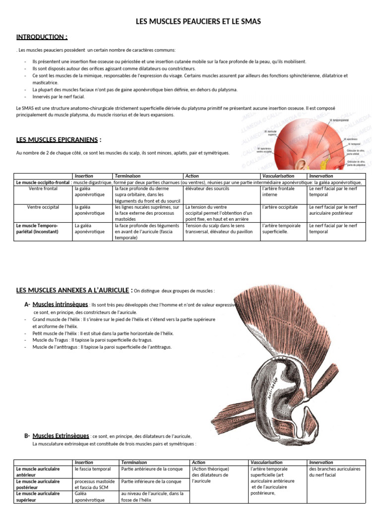 09 Les Muscles Peauciers Et Le Smas | PDF | Anatomie humaine | Tête et ...