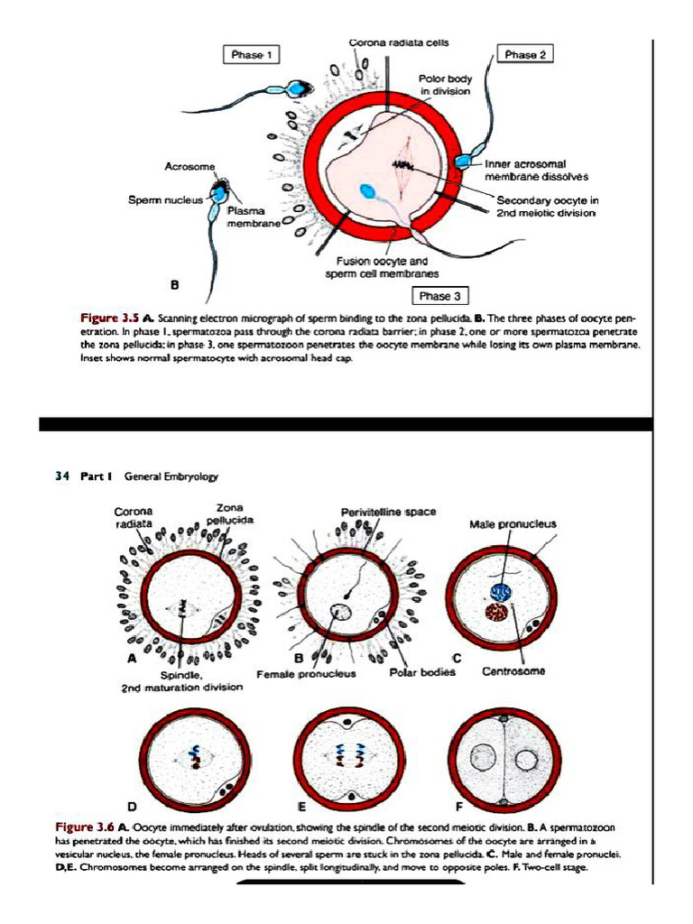 Embryology Charts 2 | PDF