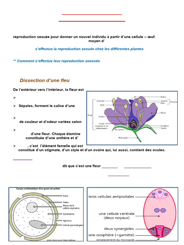 La Reproduction Chez Les Plantes - PDF Version 1 | PDF | Fleurs ...