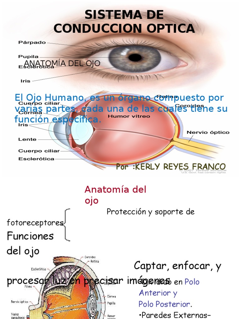 Sistema de Conduccion Optica | Ojo humano | Percepción visual