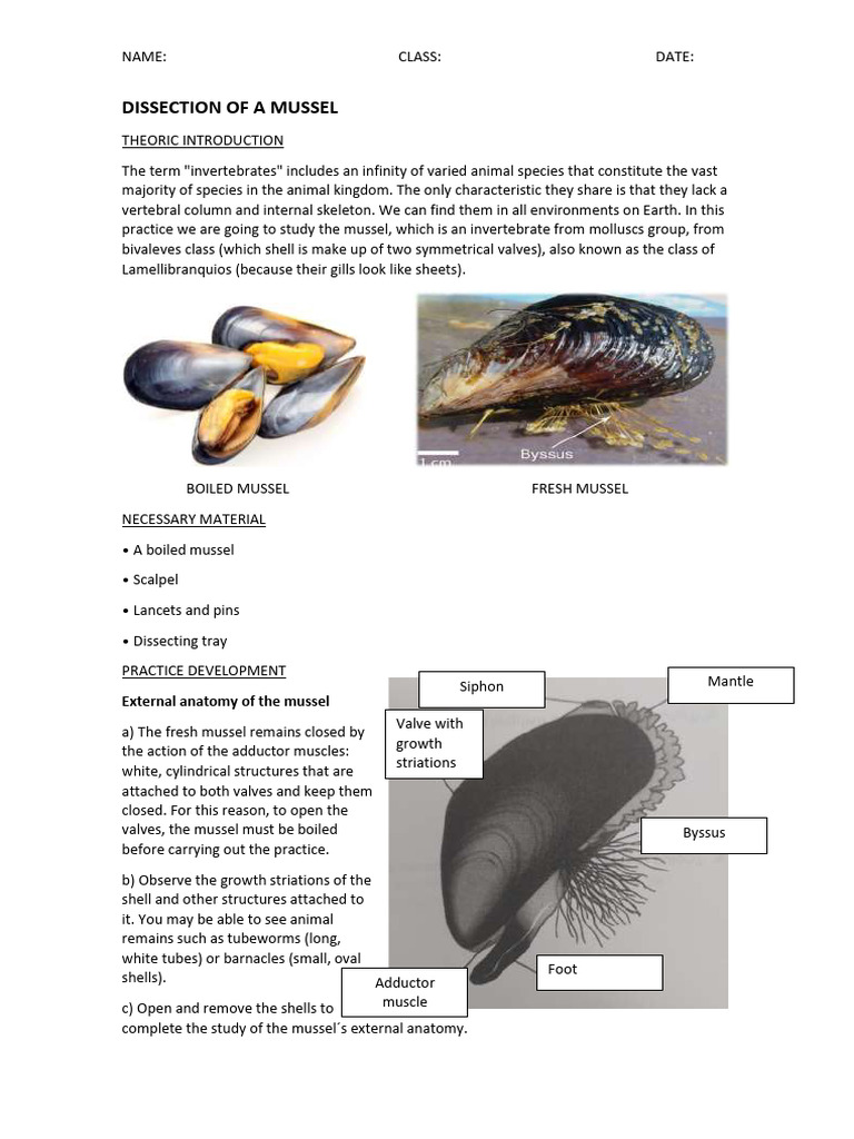 DAG PRÁCTICA DISSECTION OF A MUSSEL | PDF | Mussel | Mollusca