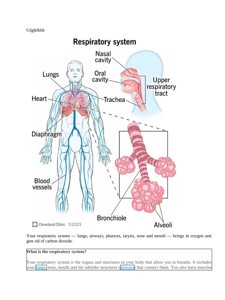 Anatomy and Physiology Respiratory System | PDF | Respiratory Tract ...